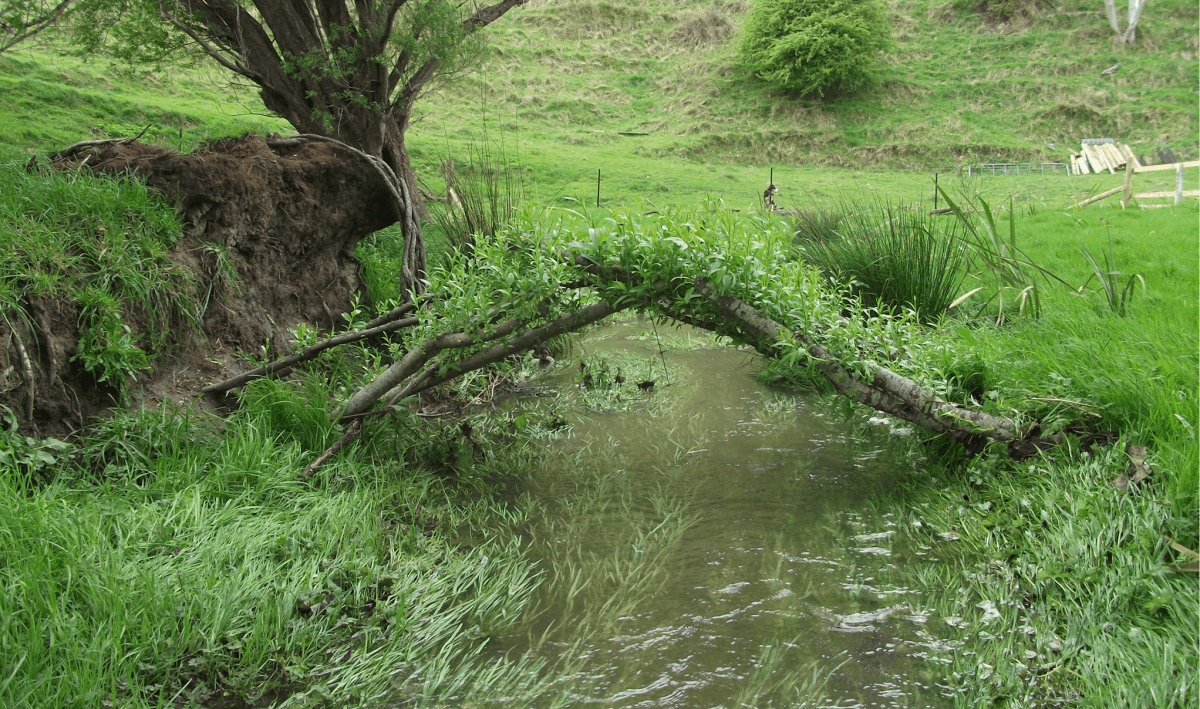 A Living Willow Bridge | Eco Thrifty Living